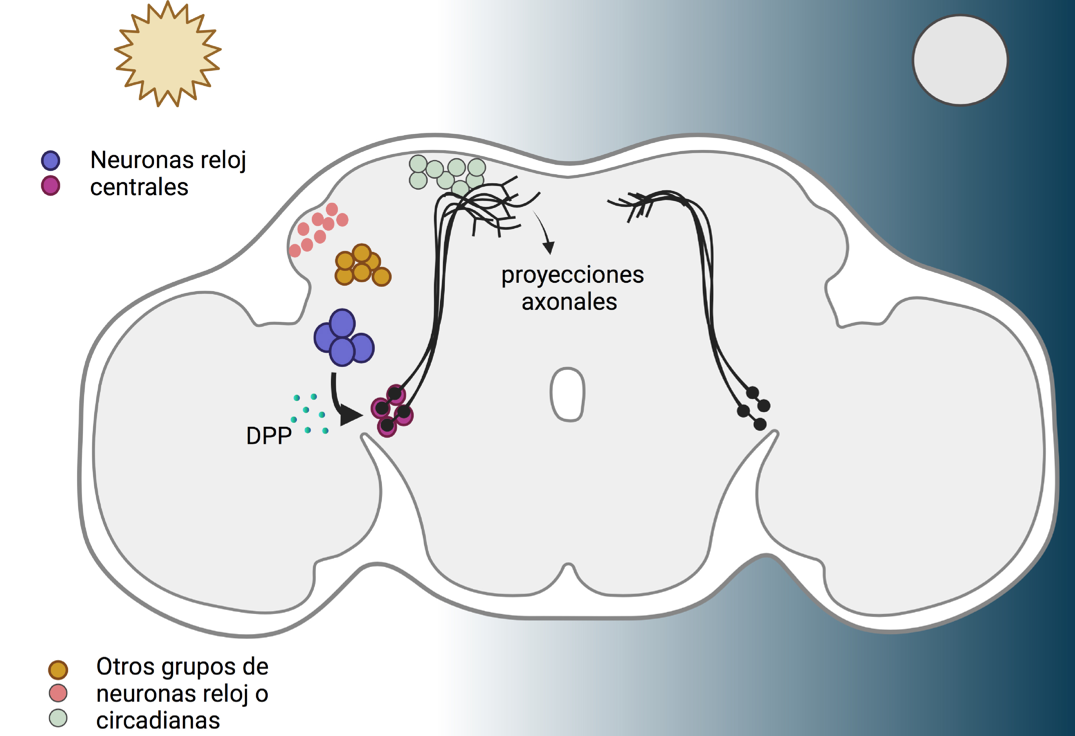 Demuestran el rol de una proteína en el correcto funcionamiento del ...